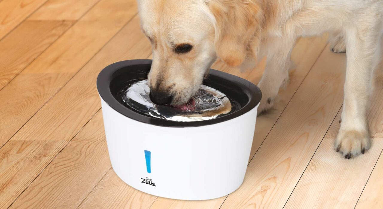 5 ways in which your dog will benefit from a pet drinking fountain ...