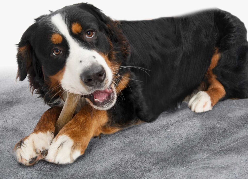 5 reasons why your dog has the urge to chew - Zeus & Zoë