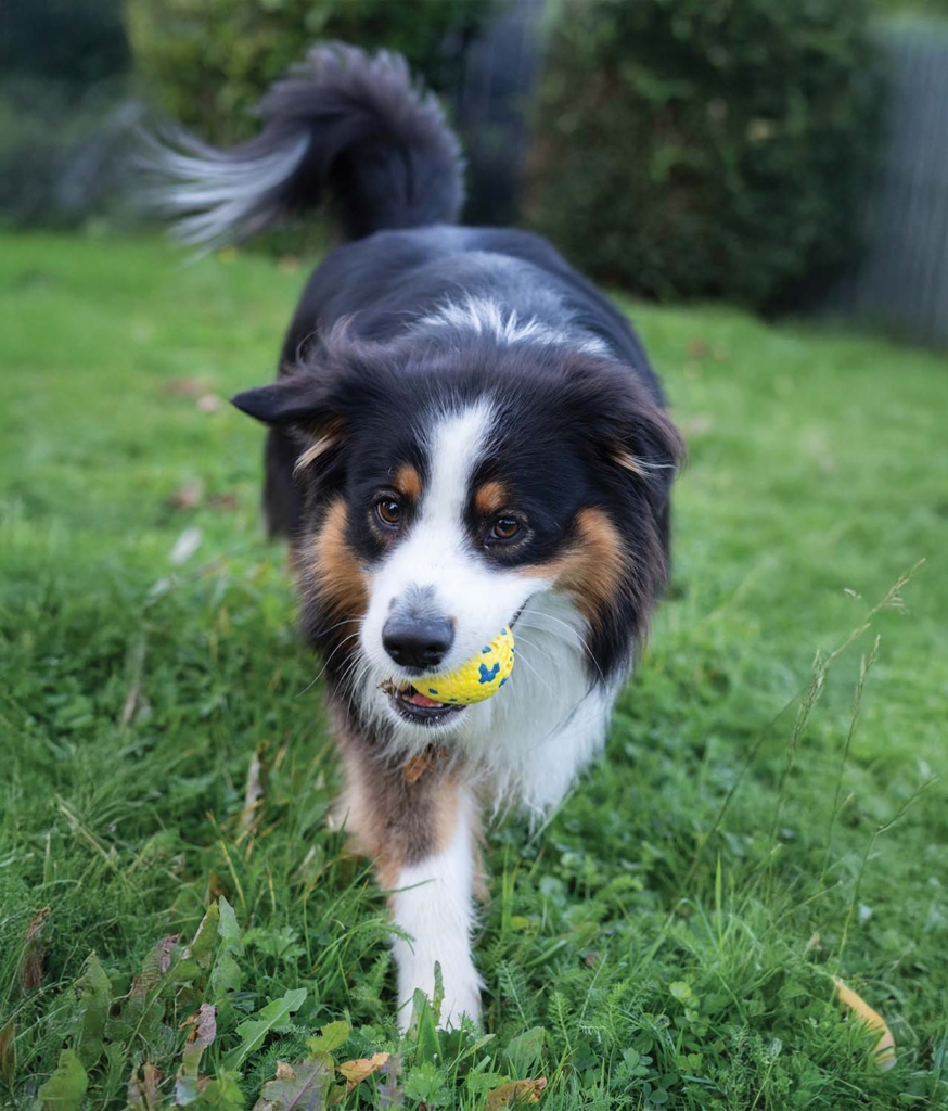 Nitro dog toys - Zeus & Zoë