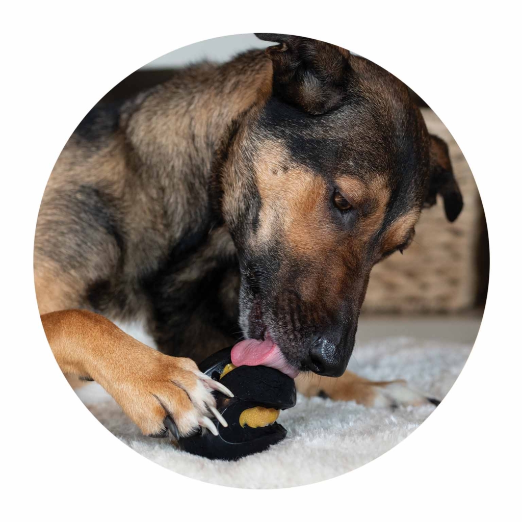 Licky Snack - Zeus & Zoë